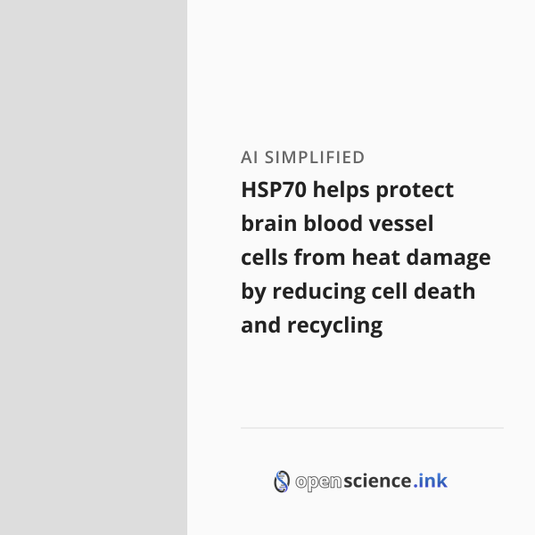 HSP70 helps protect brain blood vessel cells from heat damage by ...